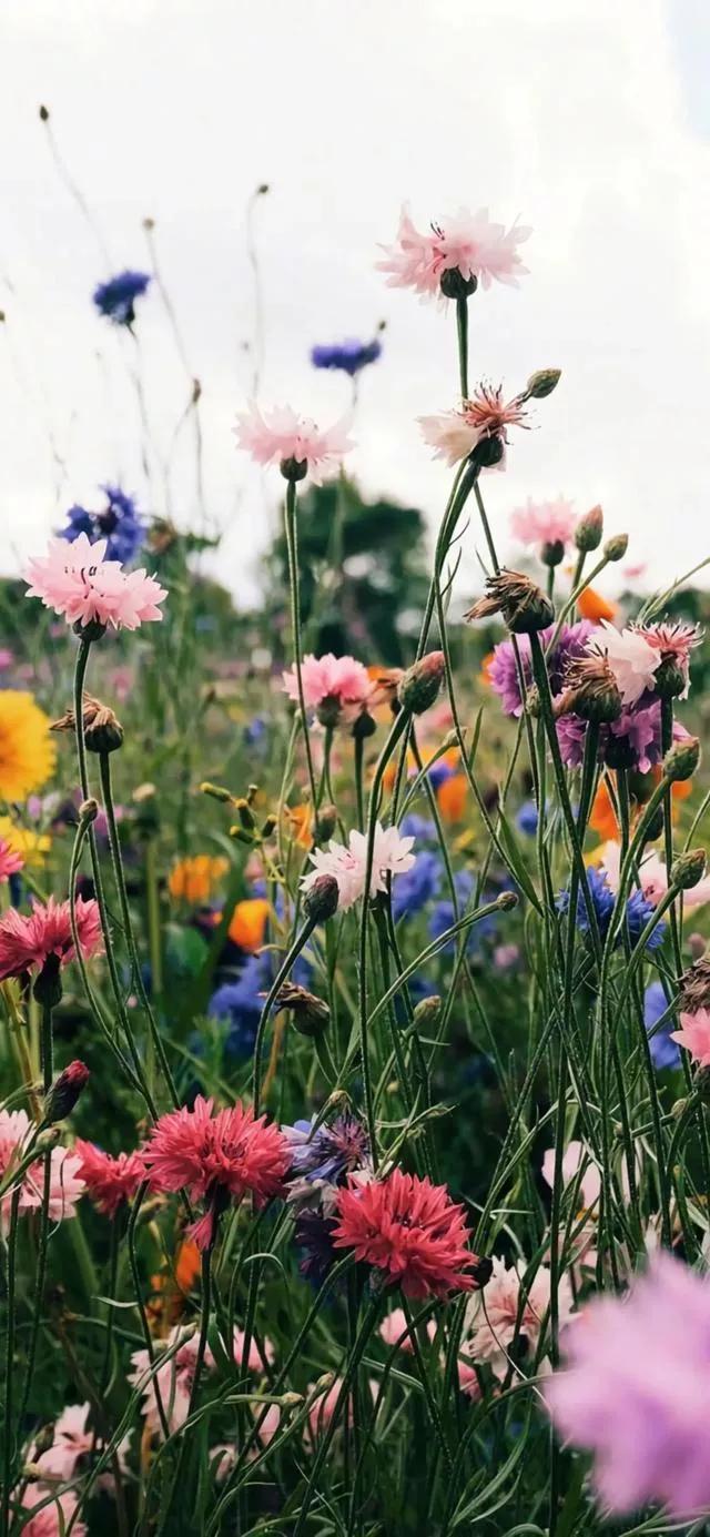 The spring is warm and the flowers are blooming, the sun is shining, it ...