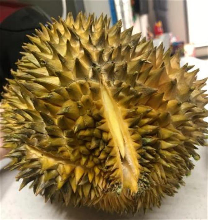 How many days does it take for unopened durians to ripen? Durian to buy ...