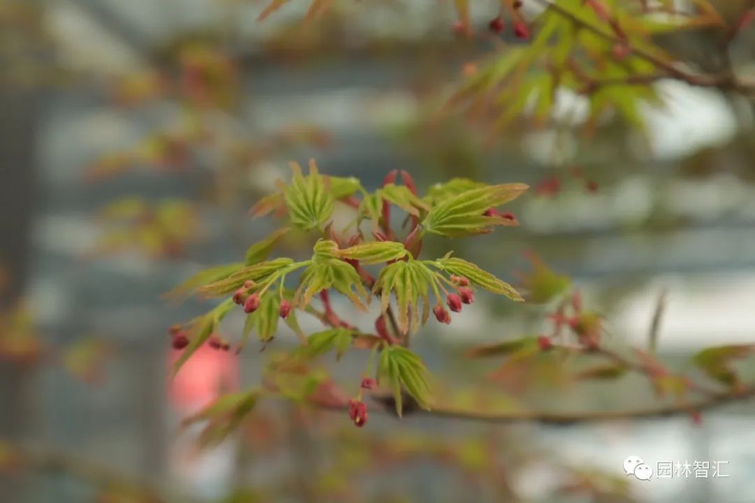 Chicken-foot maple, red maple, feather maple - iNEWS