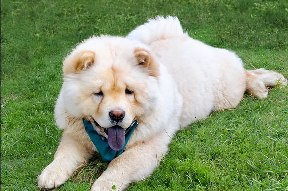 It turns out that the "Chow Chow" has so many advantages, no wonder ...