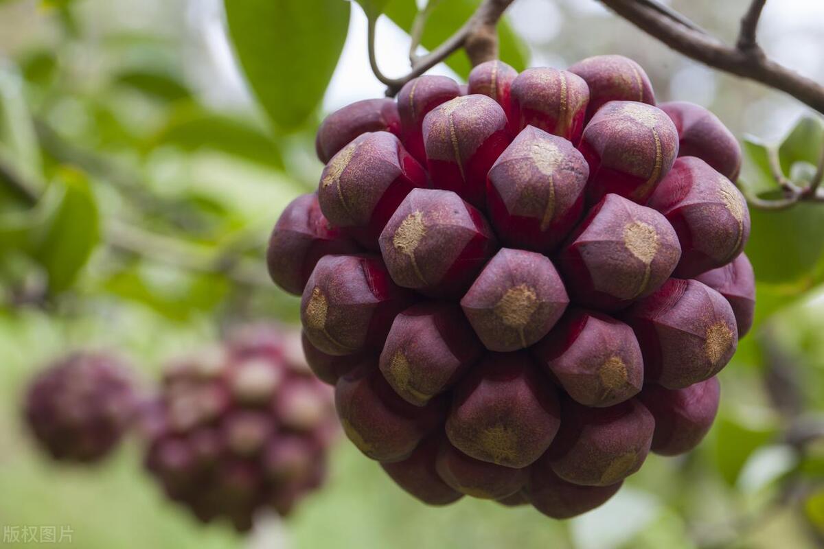 There are 10 kinds of weird fruits, each of which is very unusual! - iNEWS