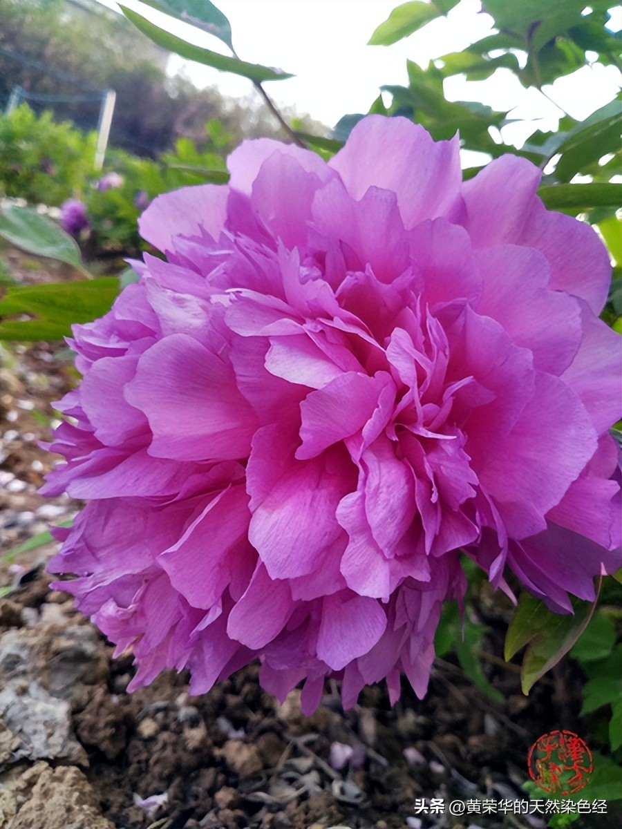 [Liao Zhai] Chinese traditional color coming from China: Gejin purple ...