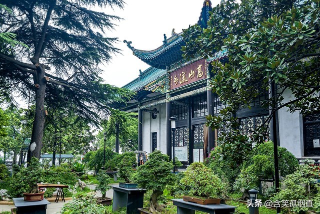 The hometown of bosom friend, Caidian has 10,000 mu of rapeseed flowers ...