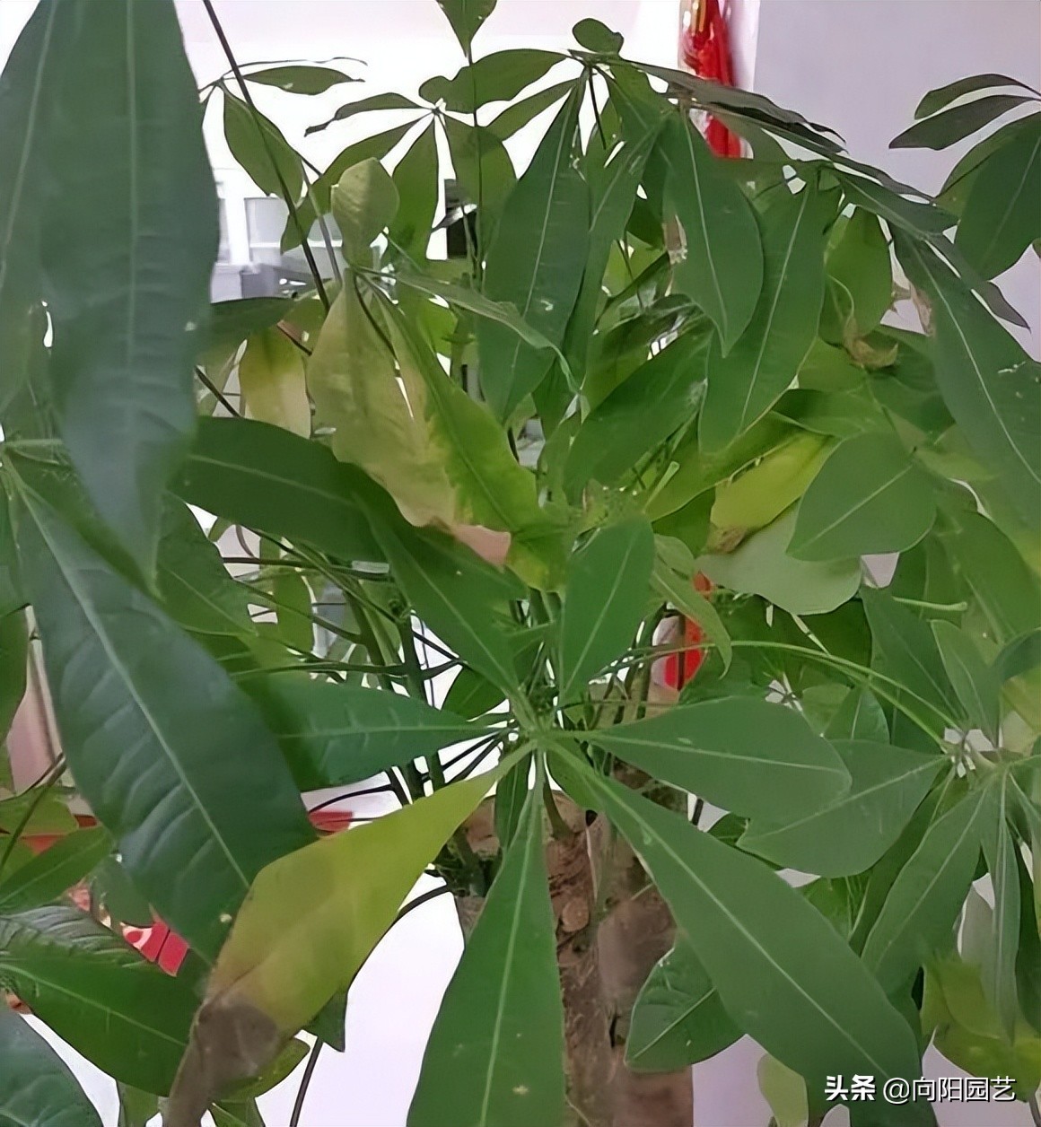 The fortune tree cannot be bought, its life span is only three months ...