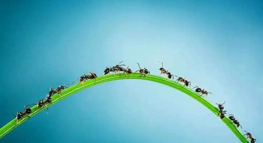 Why do ants line up to move things?Was it organized in advance? - iNEWS