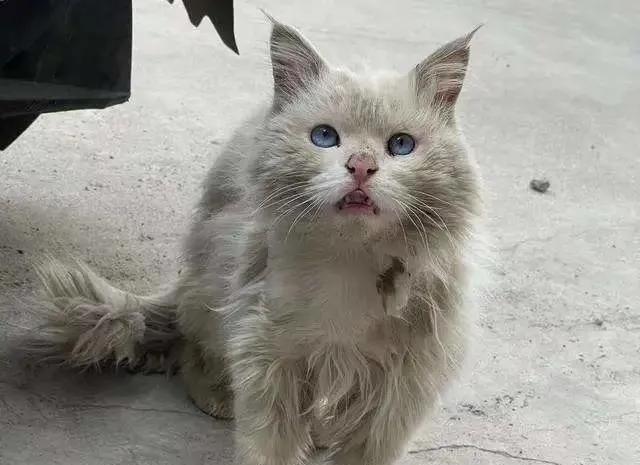 The Linqing lion cat is as good as a puppet. Why are few people raising ...