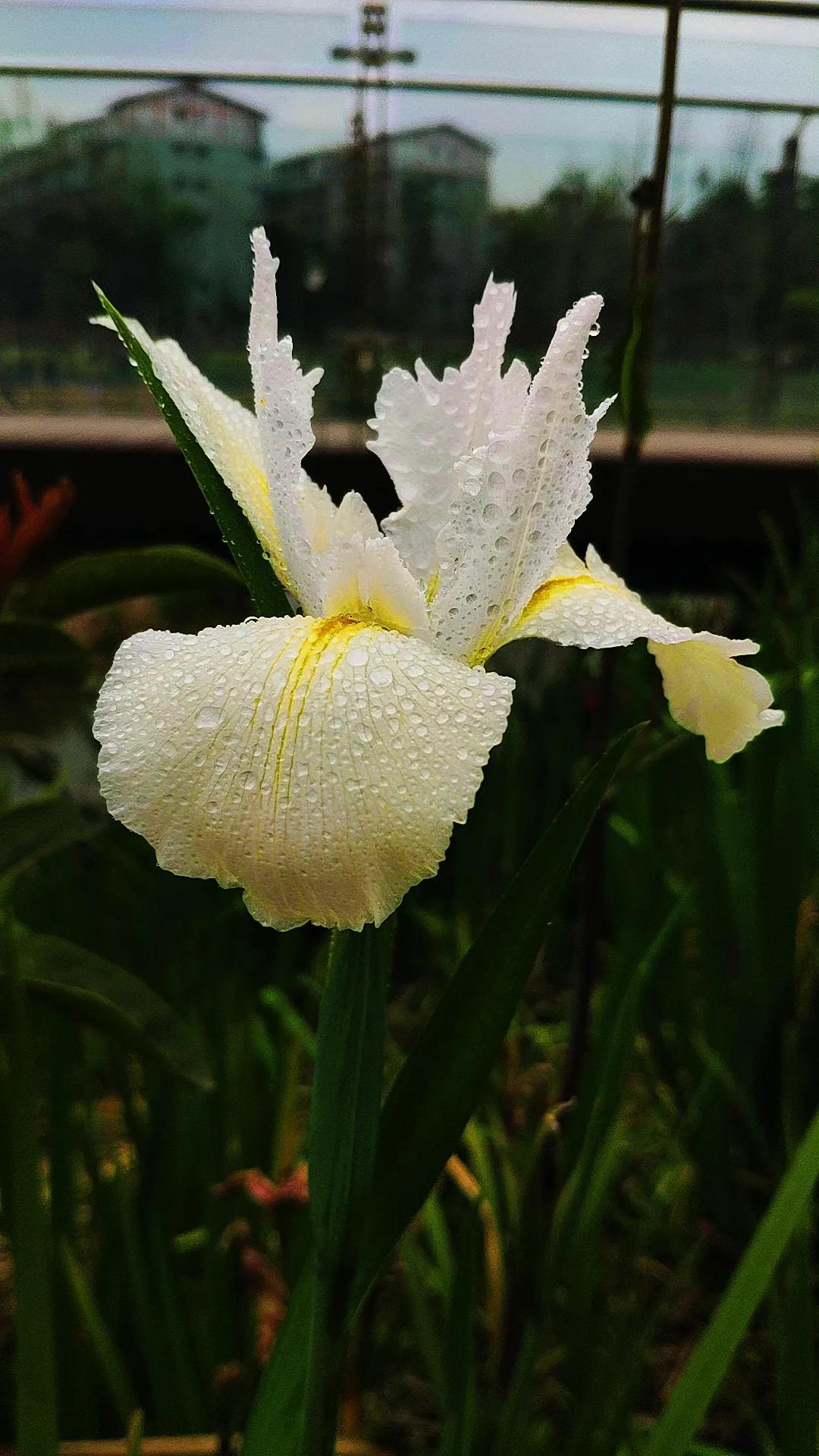 The holy iris—Jade Chandelier (photographed by mobile phone) - iMedia