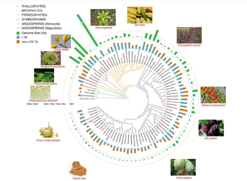 Why are ginkgo trees all over the street an endangered species?Gene ...