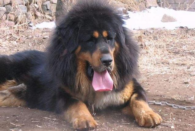 The seven "big dogs" in the world, each one is very scary, and the ...