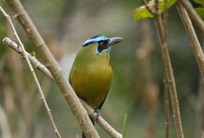 The beauty of nature: the blue-topped emerald bird - iMedia