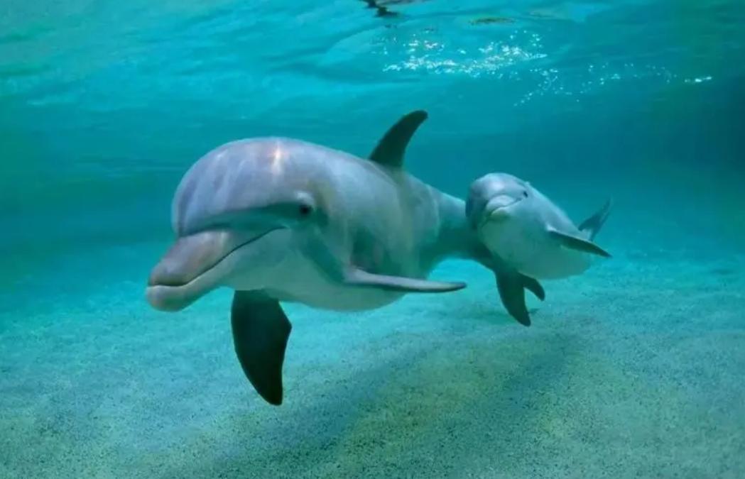 Why do dolphins save people? their intelligence, emotion and motivation ...