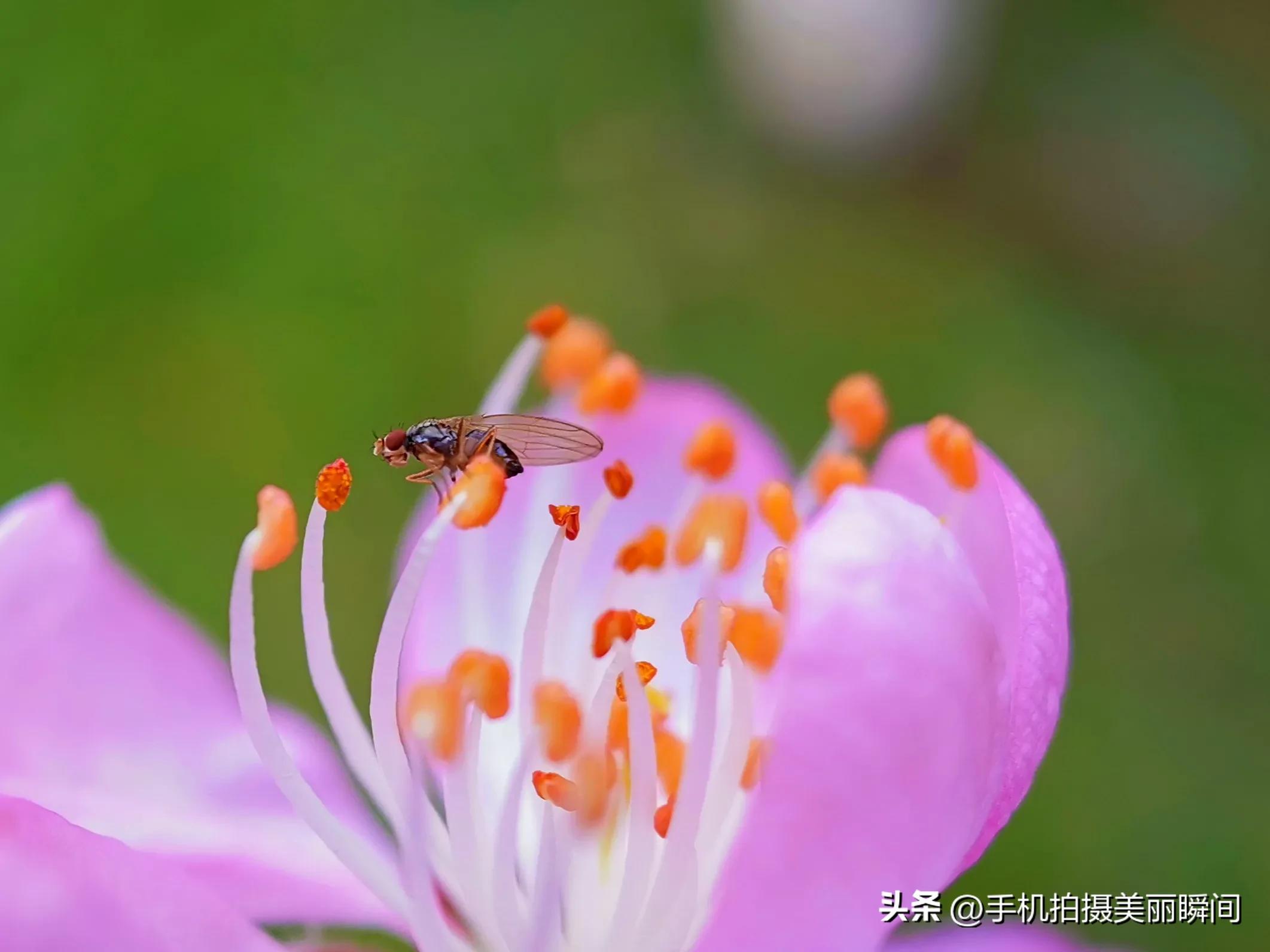 Mobile photography: composition, focus, shutter is the key - iNEWS