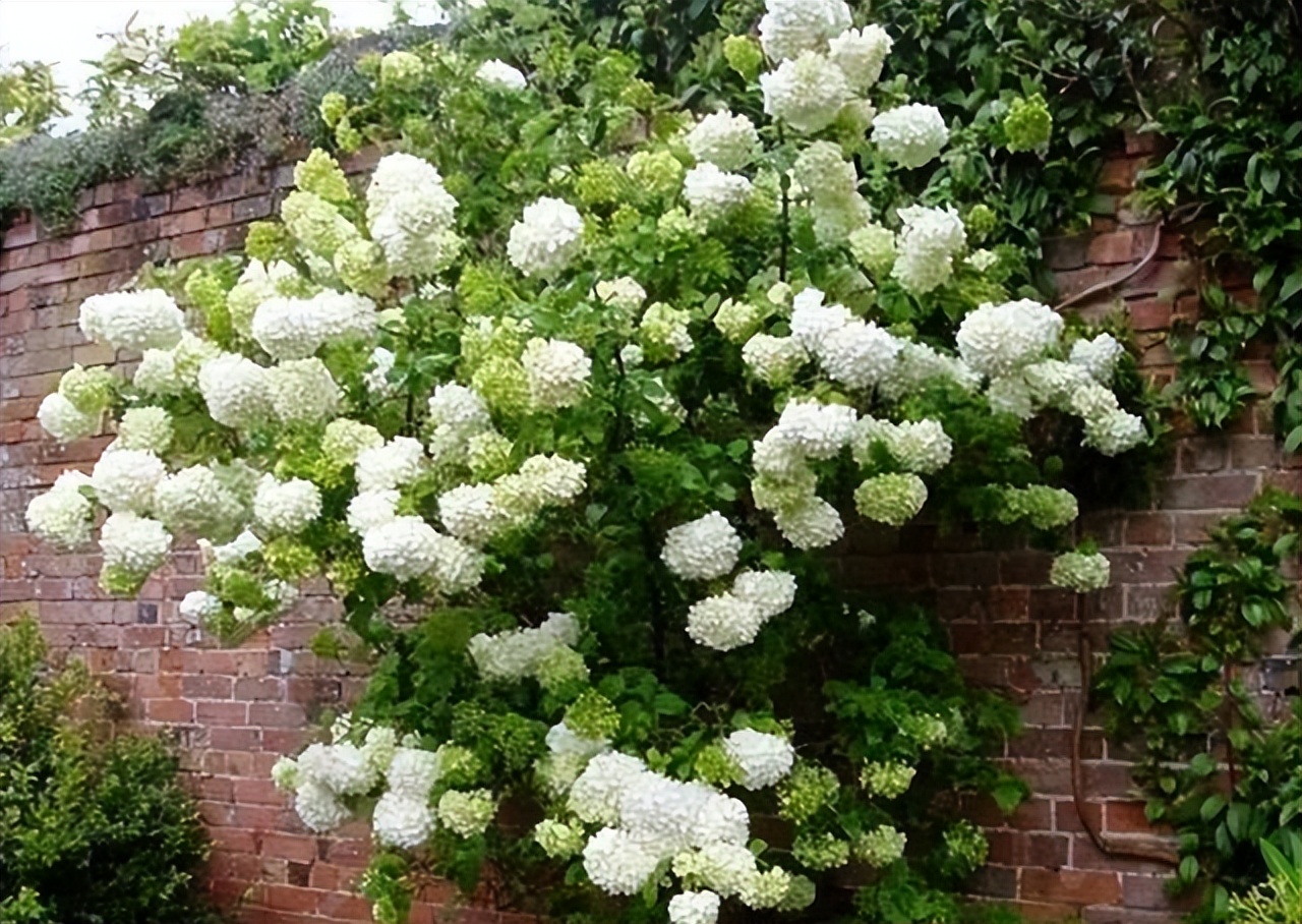 The high-end and atmospheric "Chinese wood hydrangea", the ceiling in ...