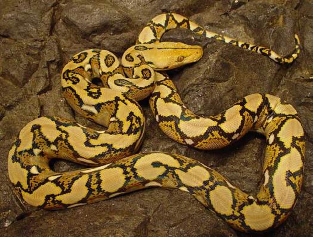 Top Ten of Snakes - iNEWS