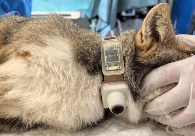 The story of "Three Foxes" returning home! For the first time, a ...