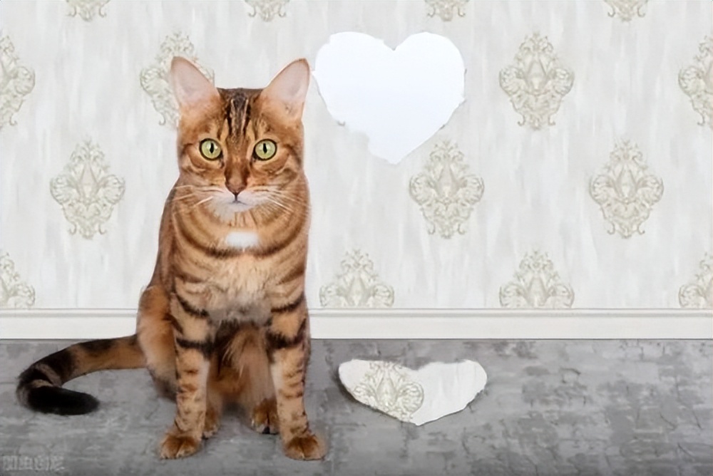 Why do cats rub against walls? Find out why cats rub against walls! - iNEWS