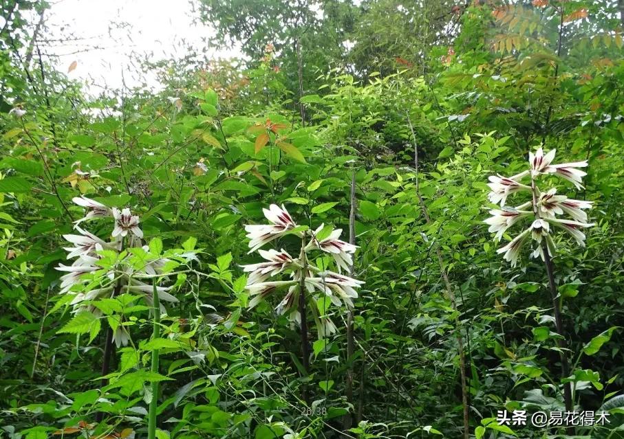 Incredible!Spectacular and beautiful "Lily Prince" - Big Lily - iNEWS