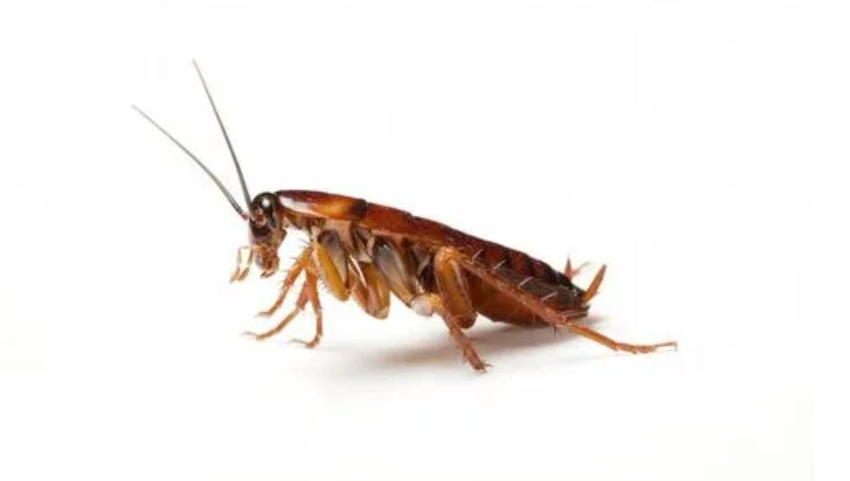 Cockroaches can live without a head, but can humans? Discover the 4 ...