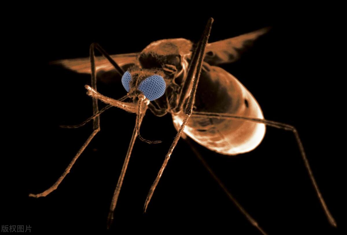 Many people are curious about whether mosquitoes have eyes. In fact ...