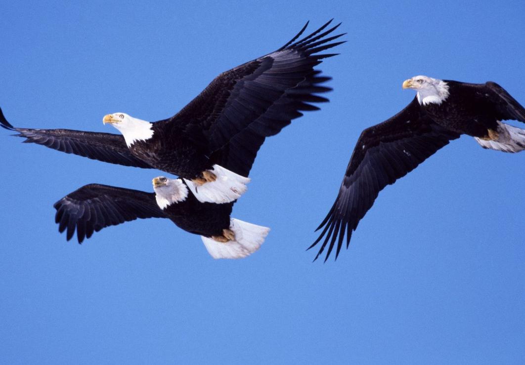 How hard is an eagle to tame? Just look at the process of boiling an ...