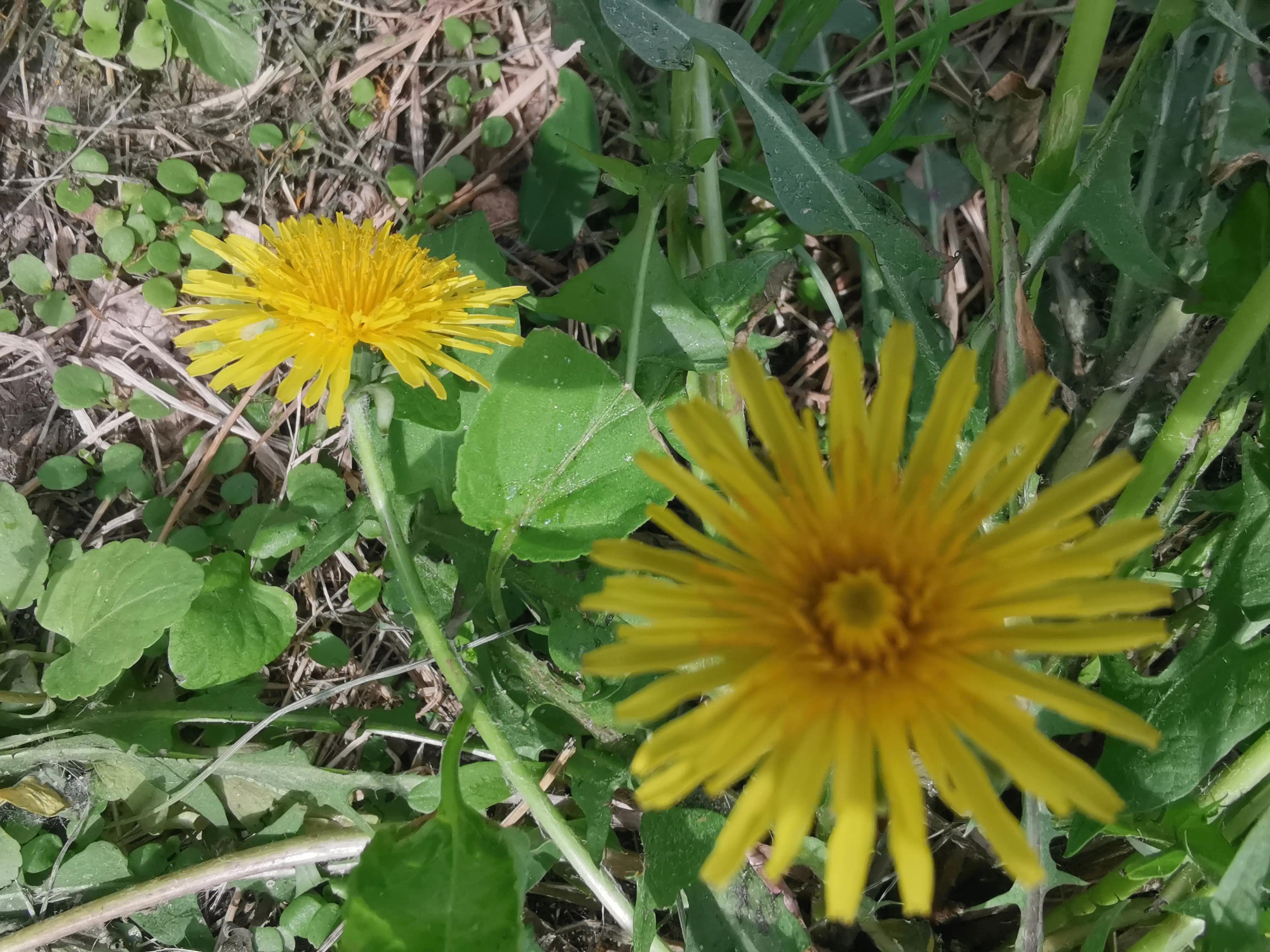 poem a dandelion - iNEWS