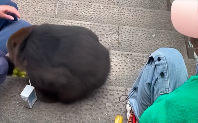 One-armed monkey Xingxing: Being fed by an 84-year-old grandmother, he ...