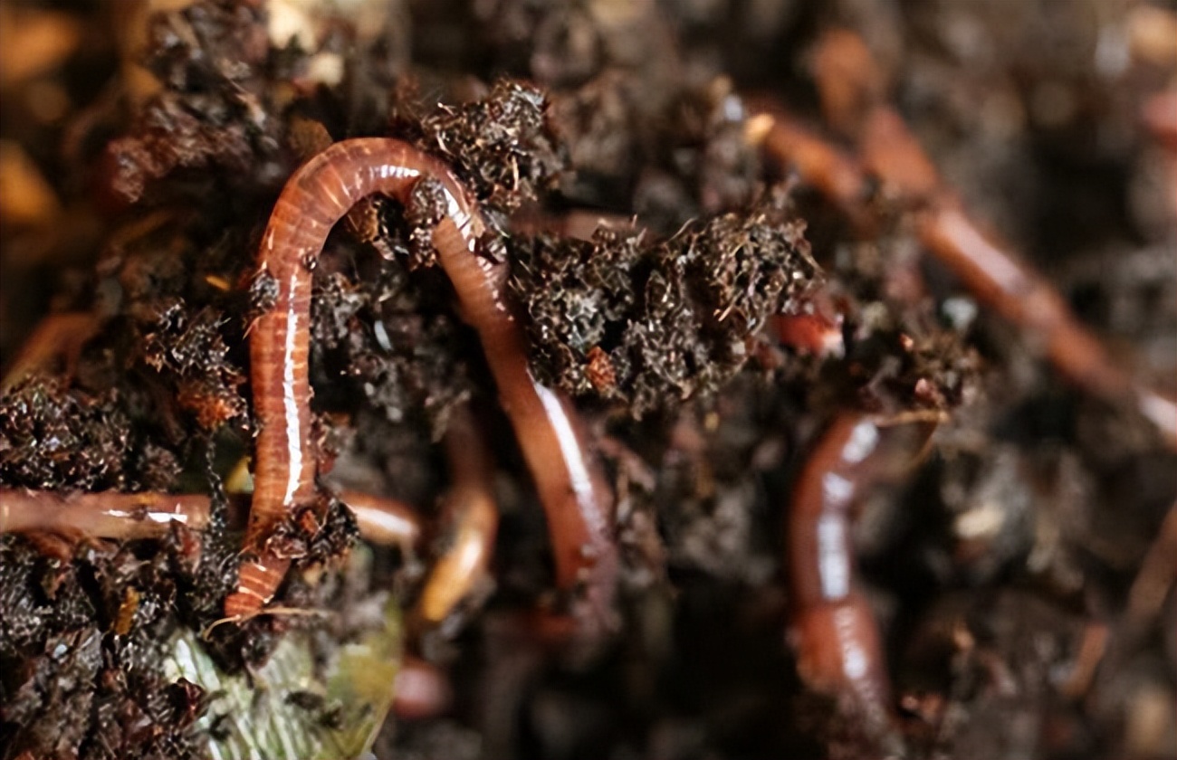What medicinal value do earthworms have? - iMedia