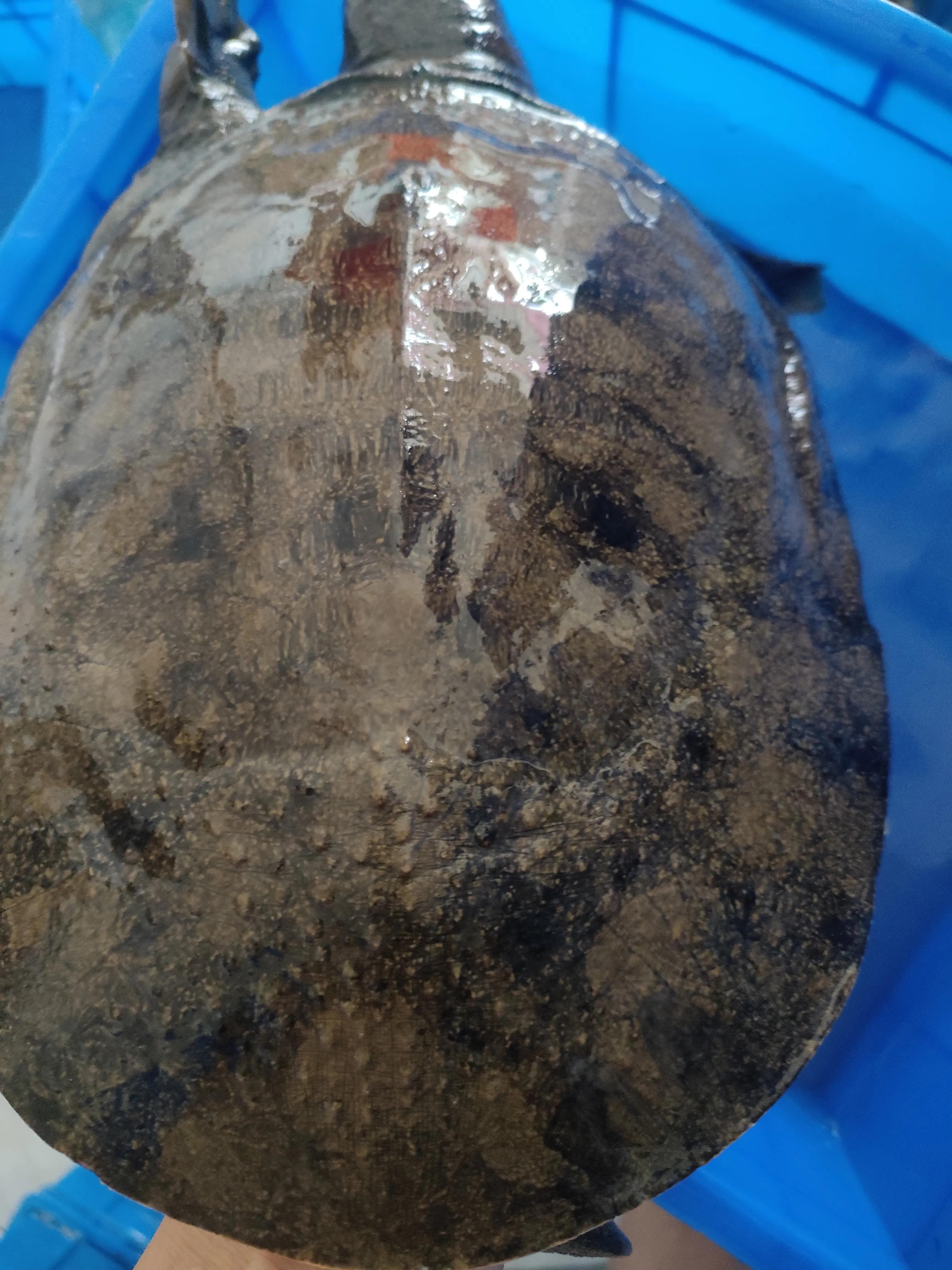 Is a turtle covered with leeches a good turtle? - iNEWS