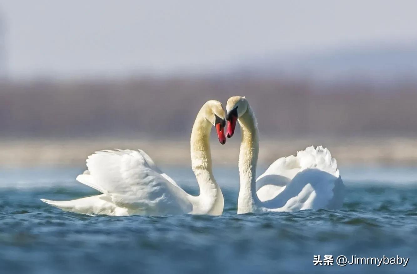 The legend of the world's national bird: Denmark (DENMARK) mute swan ...