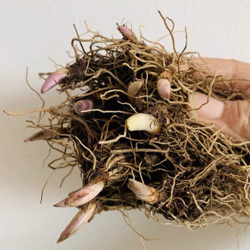 Diuresis and treating stranguria, clearing away heat and detoxifying ...