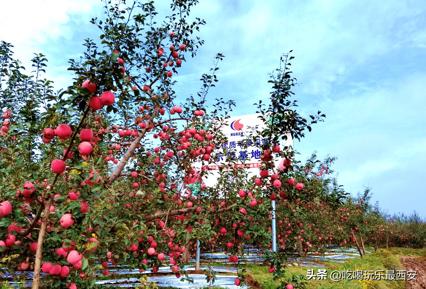 The "strongest courier" Tianzhou 5 delivered fresh Yan'an apples to the ...