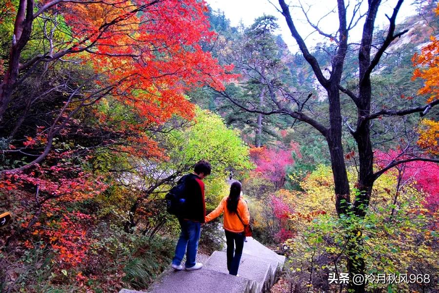 Prose: The red leaves are drunk in the late autumn, and the love is ...