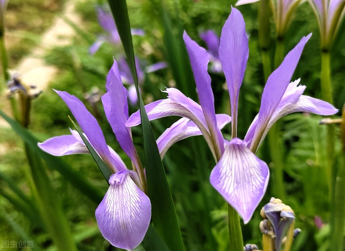 Malan flower, the "sacred grass" that is not afraid of wind and rain ...