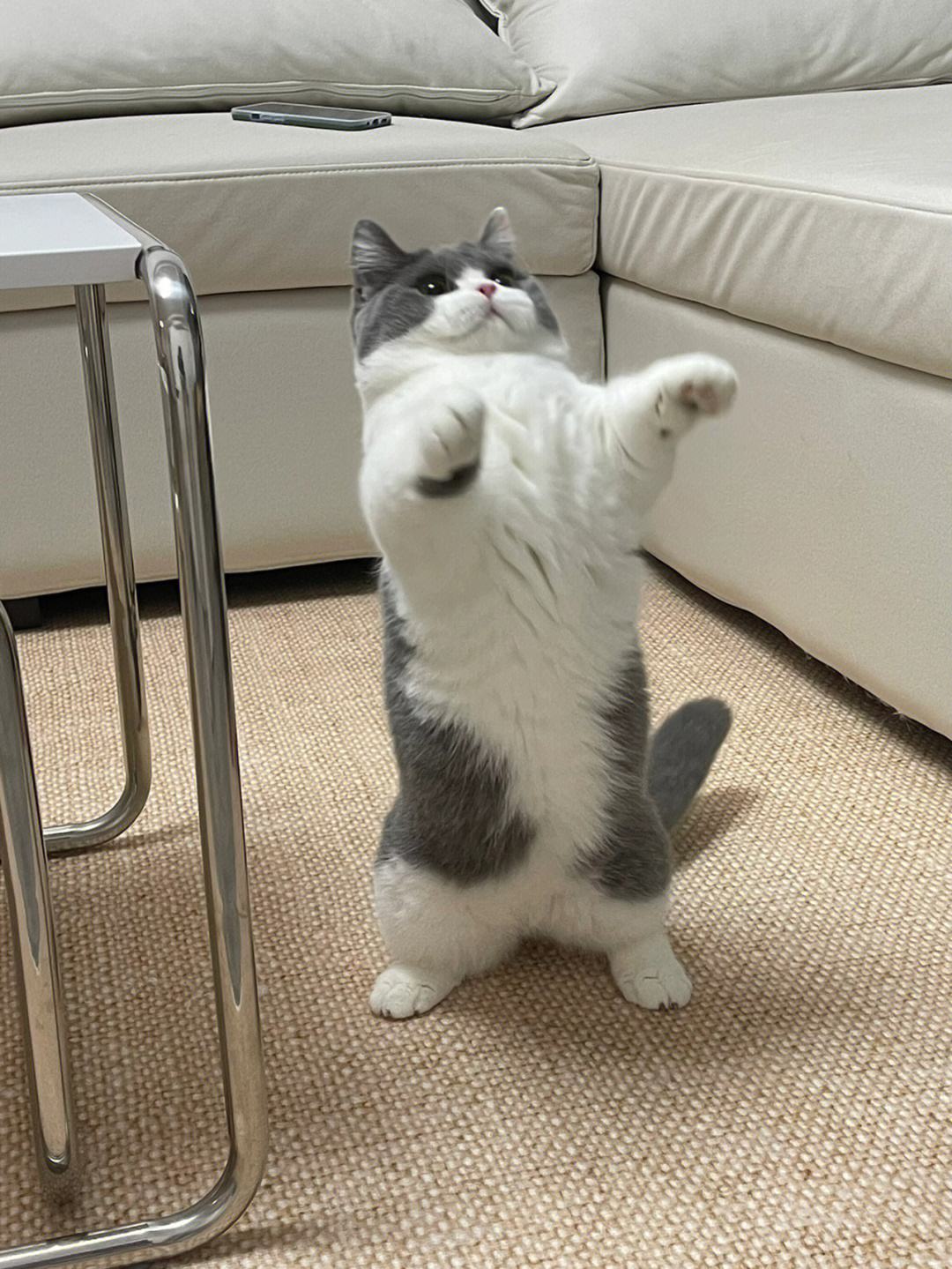 Cats, I advise you not to raise "short-legged cats", there are 5 ...