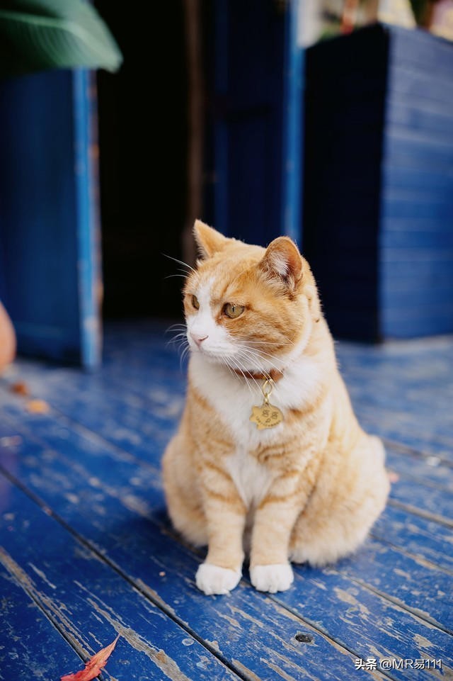 Nikon Z6 II full-frame mirrorless camera illustration - iNEWS