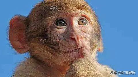 What kind of monkey is Sun Wukong?Some film and television dramas make ...
