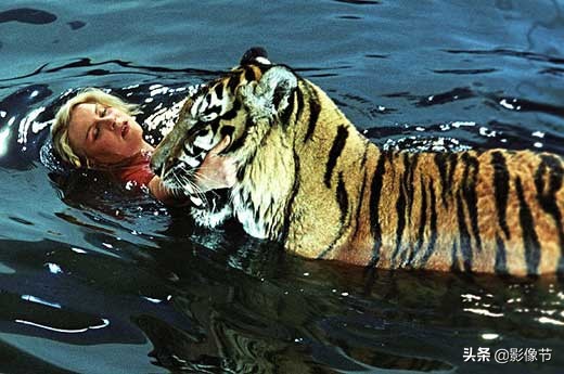 The year of the tiger talks about the tiger, do you still remember the ...