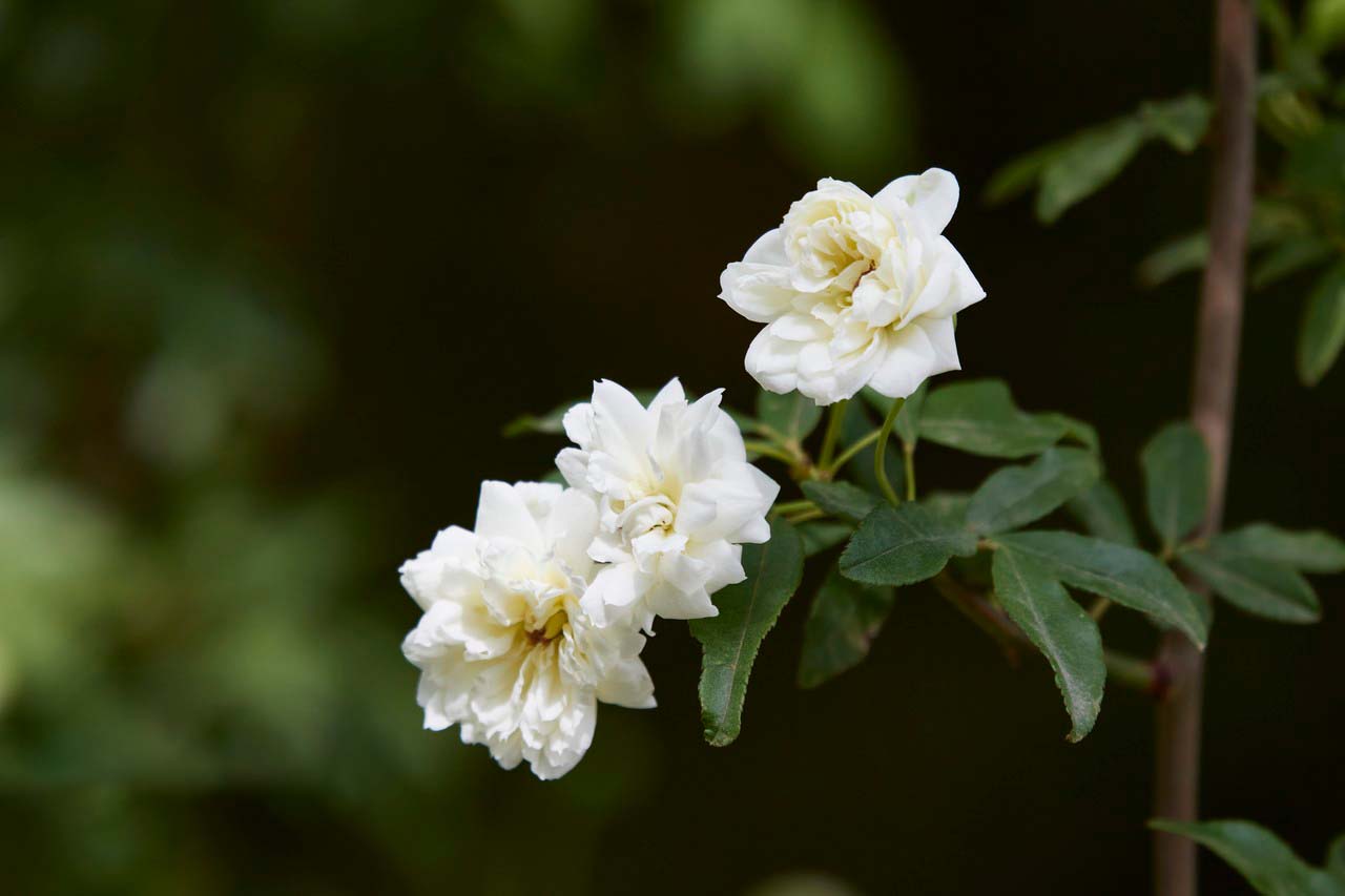 Don't underestimate this traditional Chinese medicine, it is all about ...