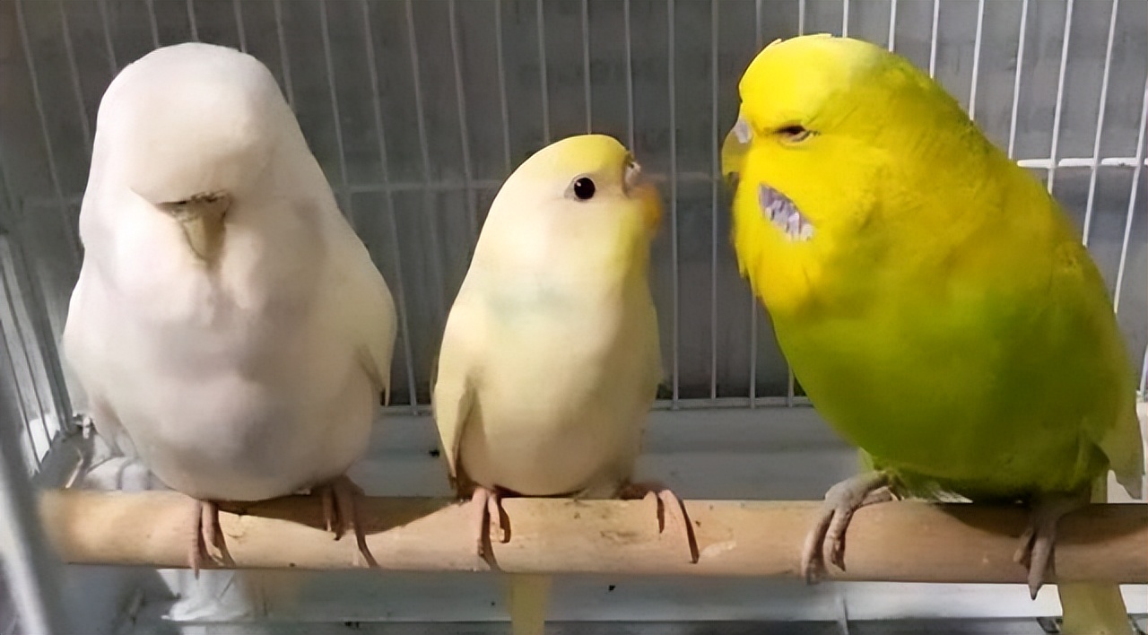 parrot drinking milk powder - iNEWS