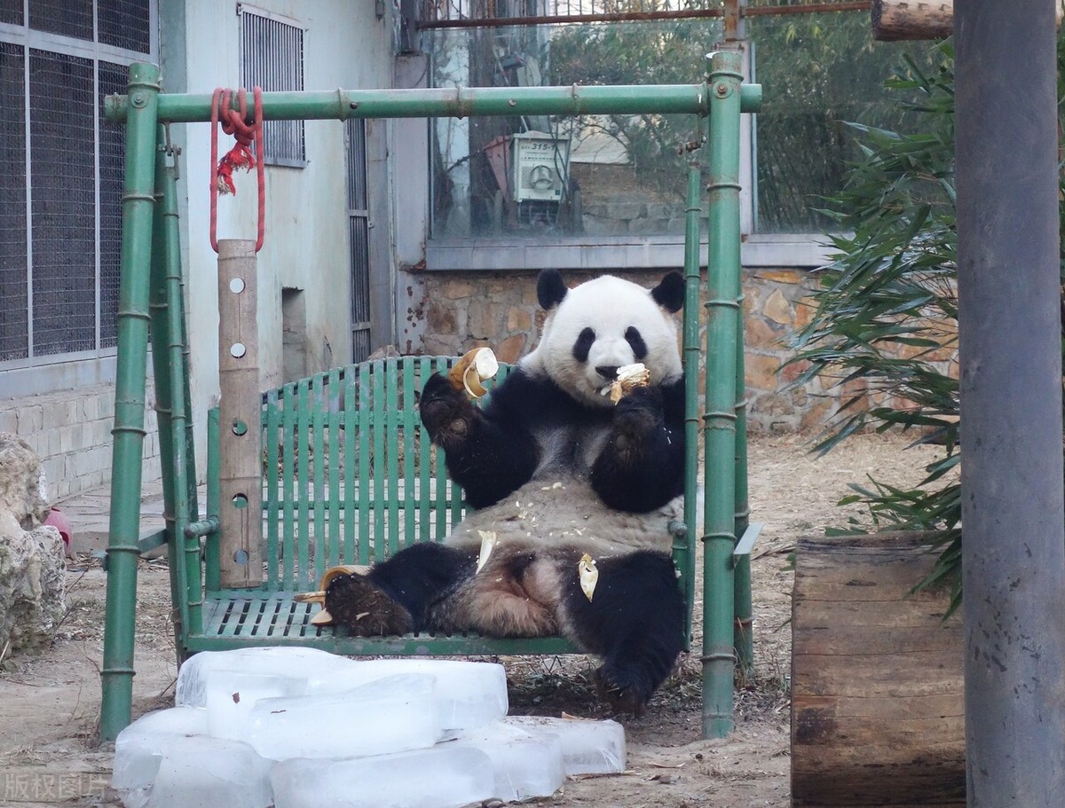 Sunshine Boy: The Story of Giant Panda Menglan - iNEWS
