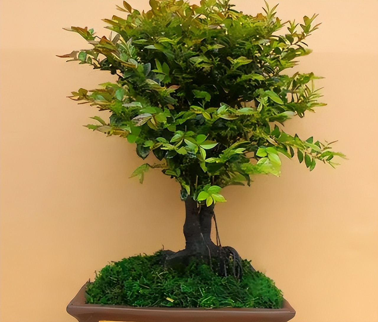 Small-leaf red sandalwood bonsai, drought-resistant and cold-resistant ...