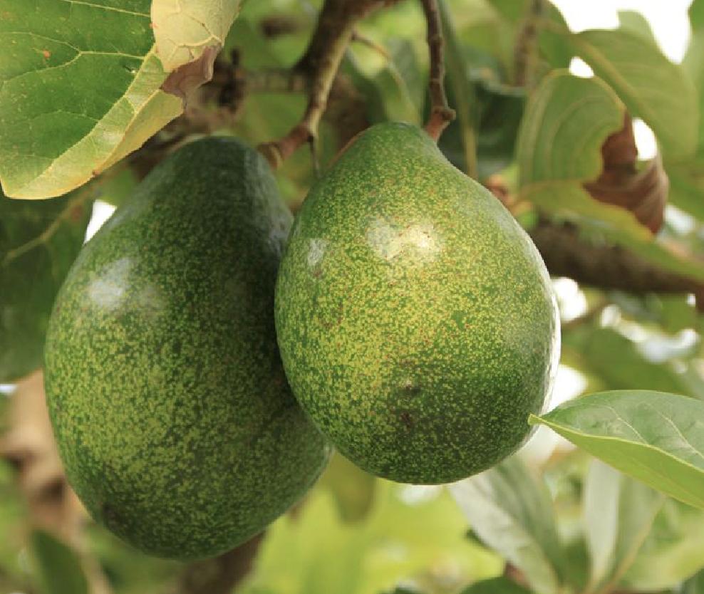 What kind of fruit tree is "avocado" - iNEWS