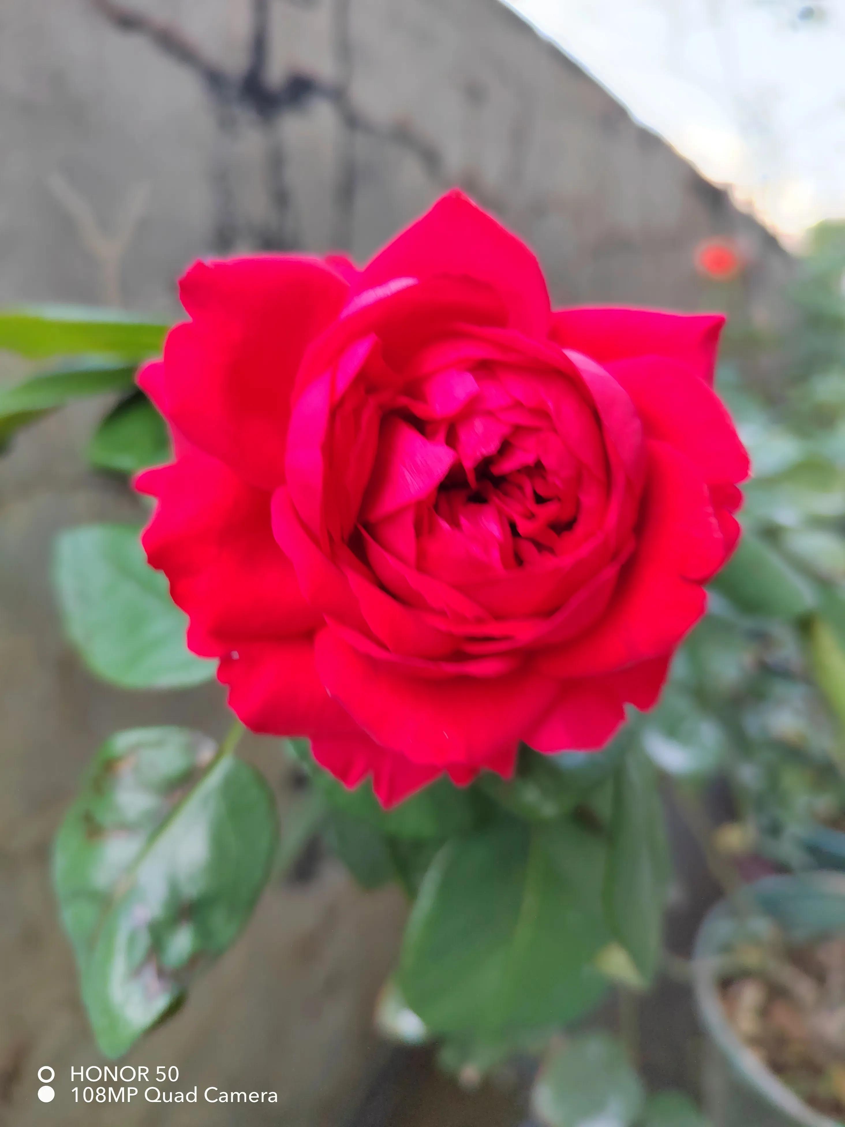 What species is the big red rose? - iNEWS
