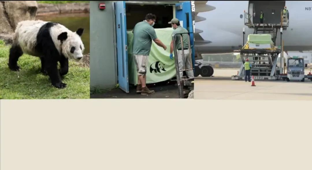 Twenty years later, the giant panda "Yaya" returned to its birthplace ...