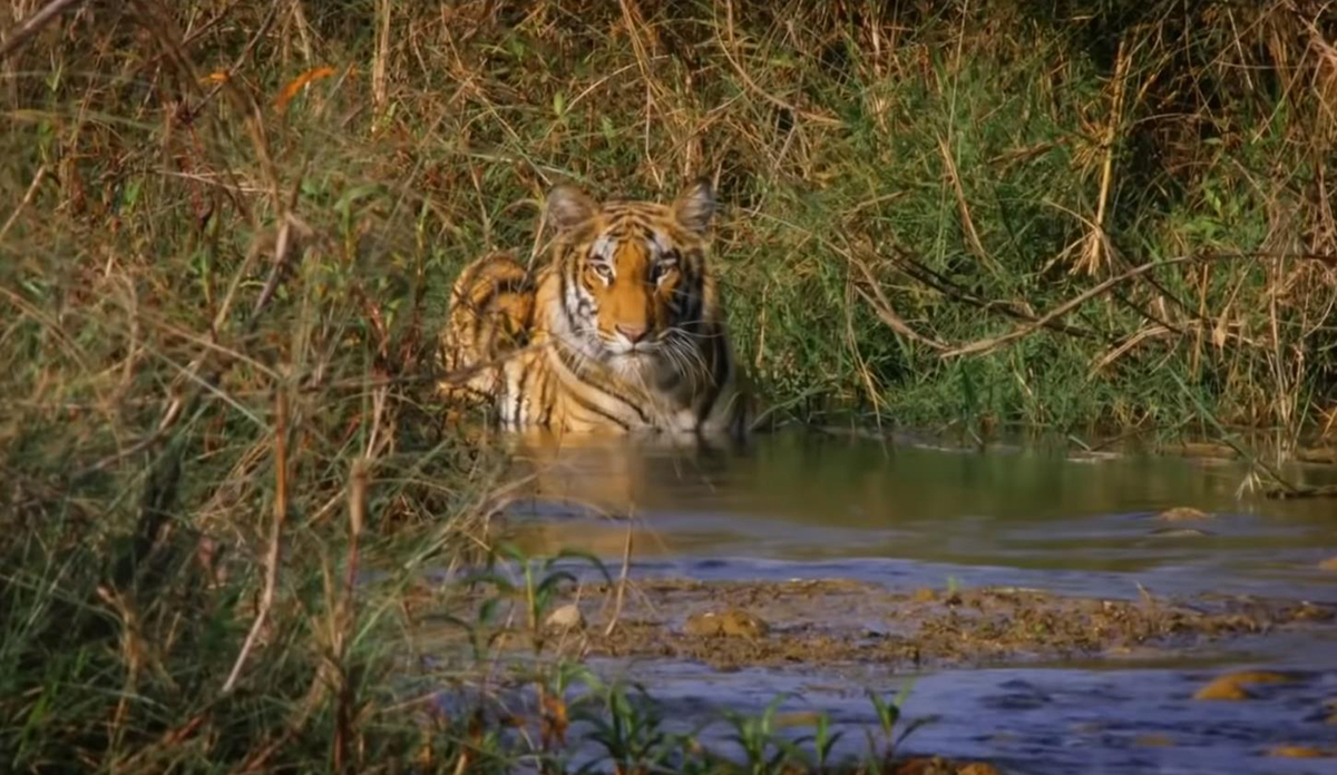 "As many wolves as the Volga"!Why did a large number of Xinjiang tigers ...