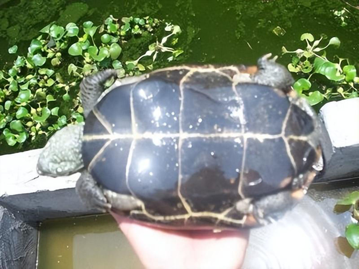 A man finds a turtle on a mountain without water, how does it survive ...