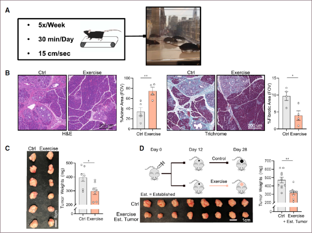 The latest research: sports anti-cancer "solid hammer"!The Lancet ...