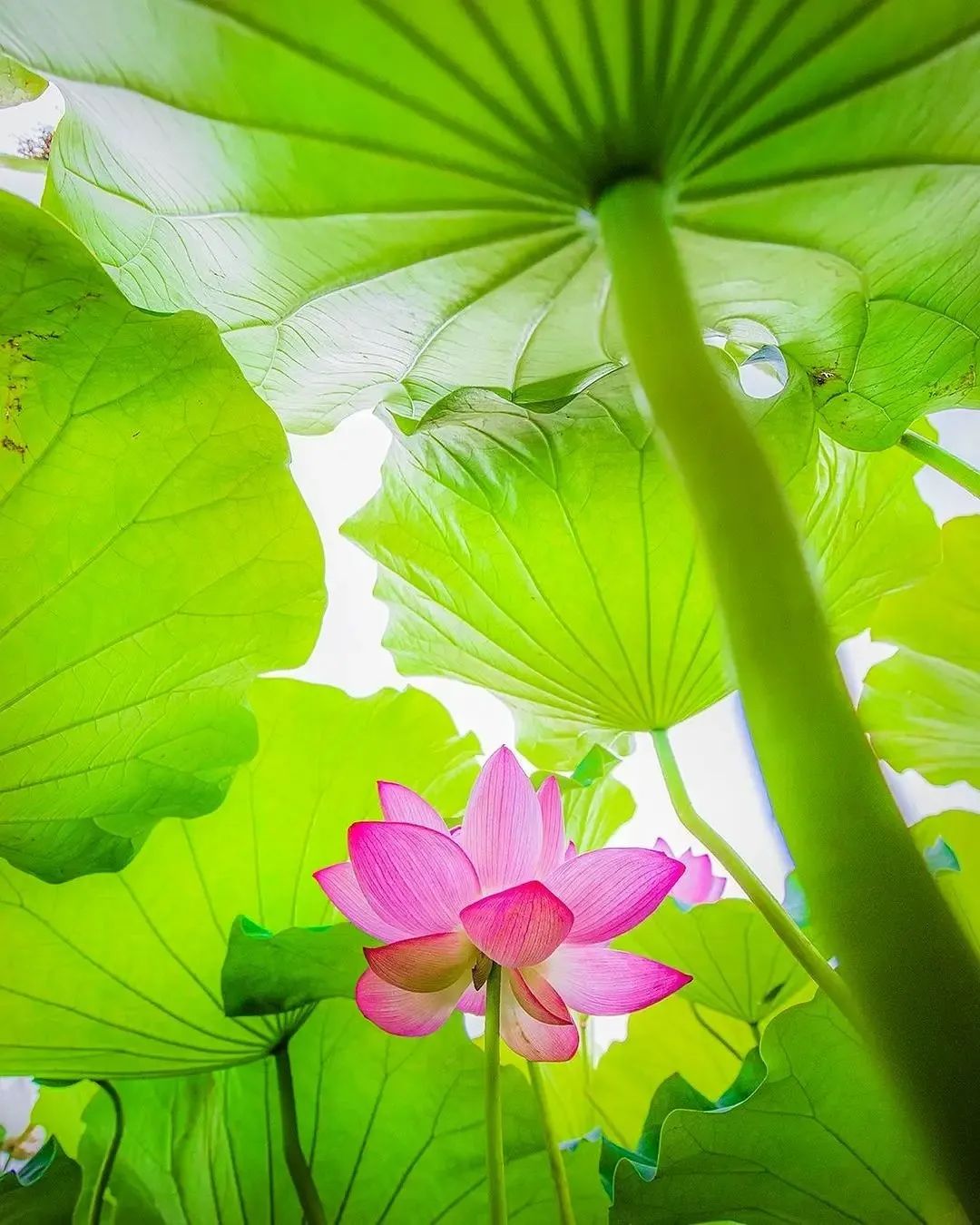 A poem: The mighty lotus leaf - iNEWS