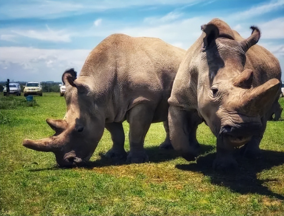 Conserving the Northern White Rhino: Towards the Challenge of Species ...