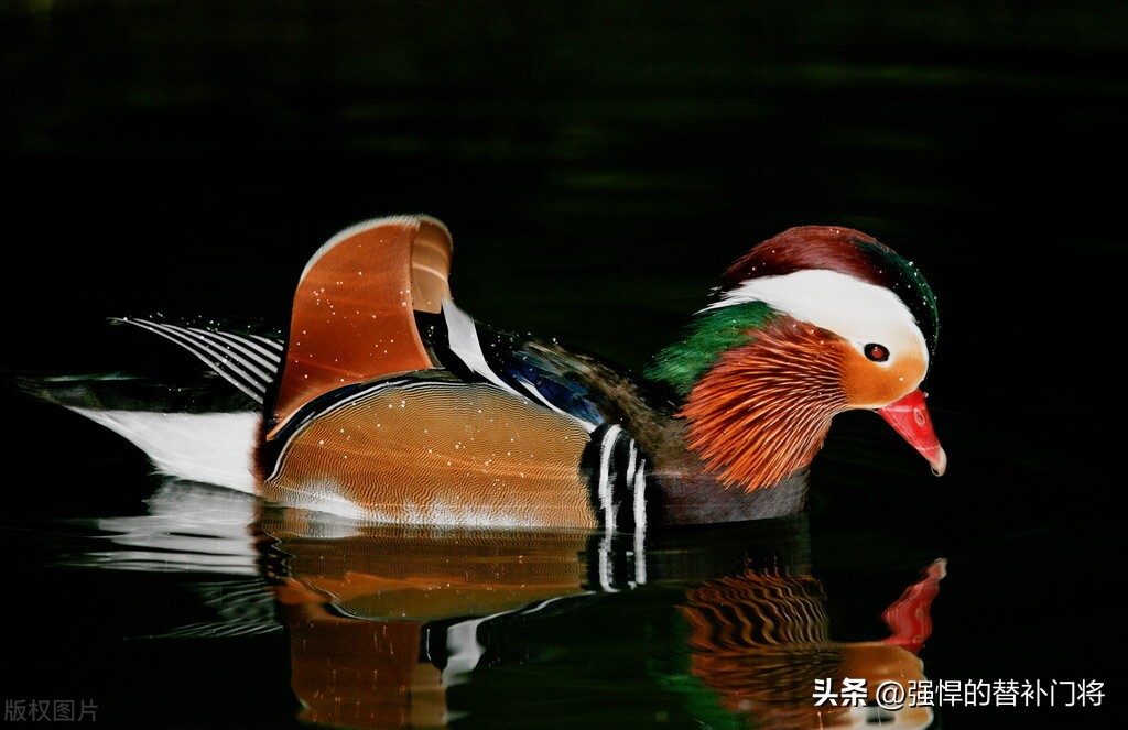 Which season does Du Fu's famous sentence "Swallows fly when the mud ...